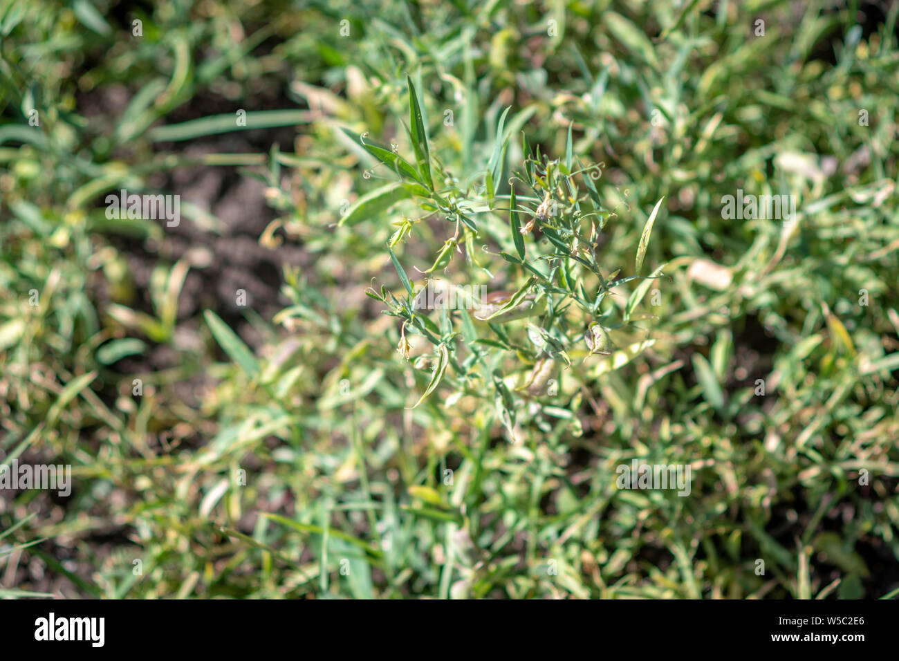 Plants of ethiopia hi-res stock photography and images - Alamy