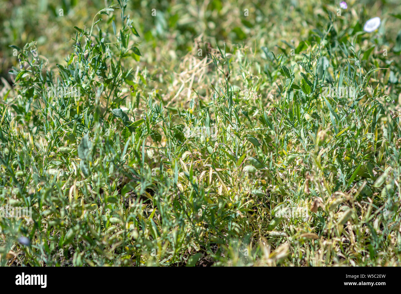 Pea plants, Mekele, Ethiopia. Mekele, Ethiopia Stock Photo - Alamy