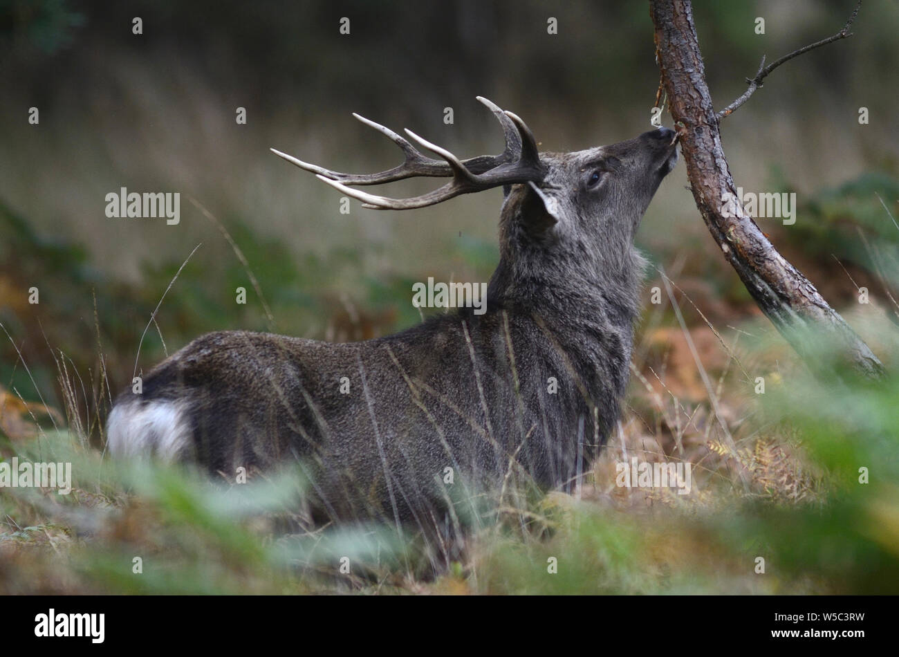 sika stag scent marking a birch tree Stock Photo - Alamy