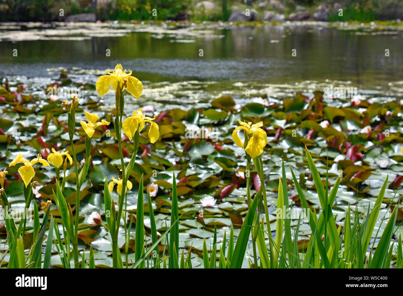 Yellow Flag Pond Iris Stock Photo - Alamy