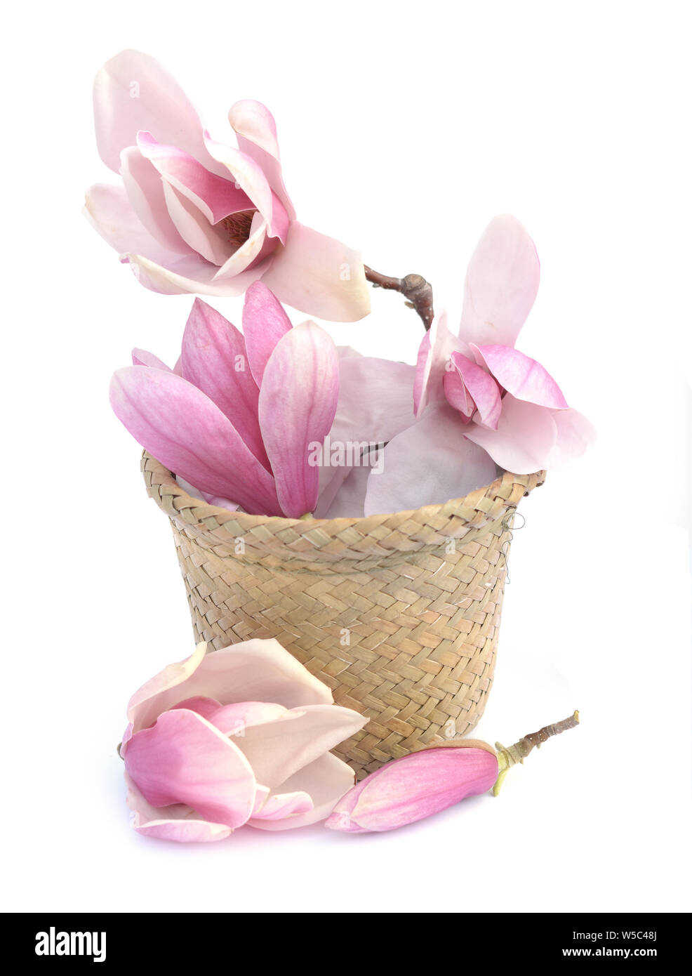 Magnolia bamboo hi-res stock photography and images - Alamy