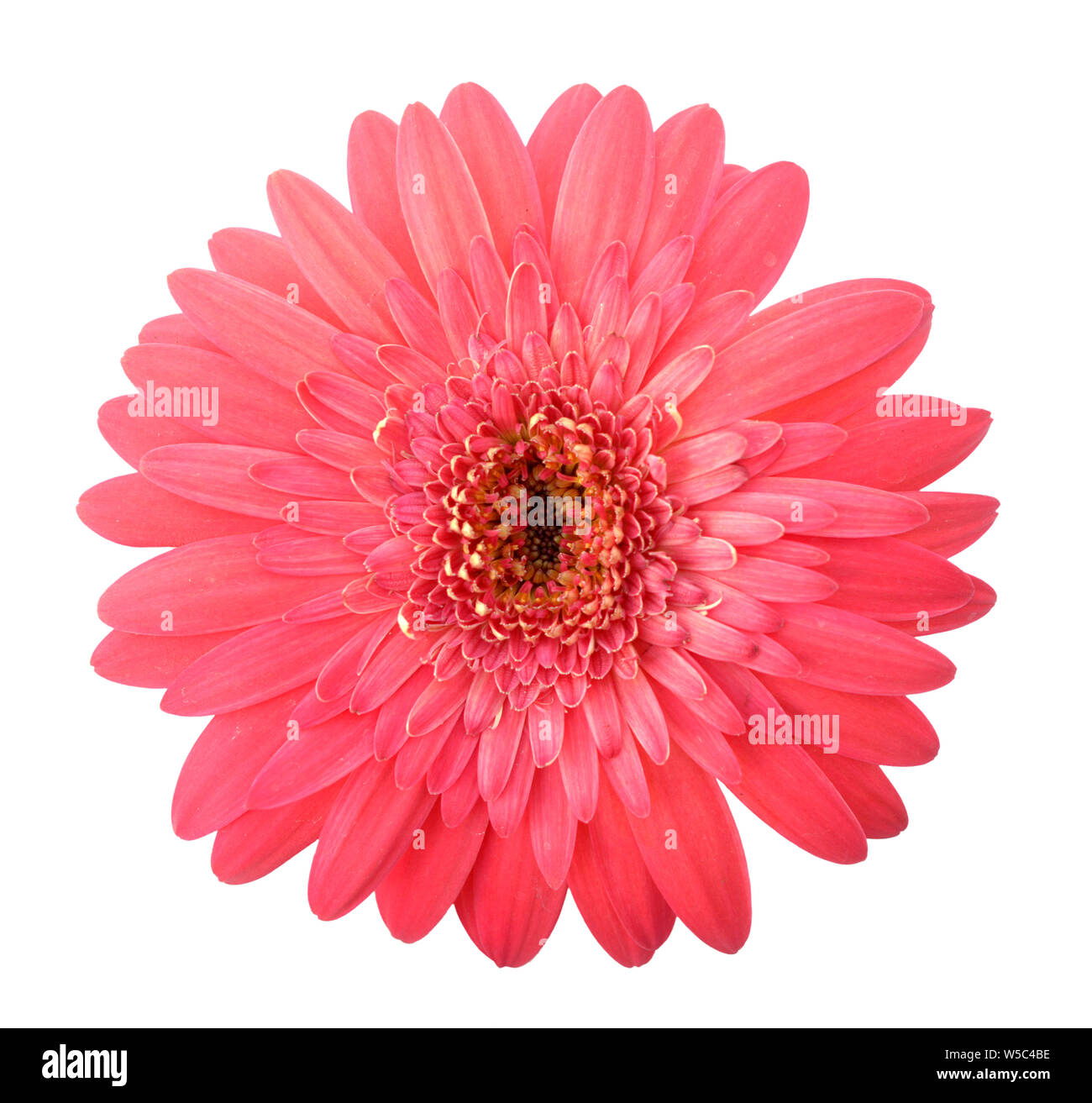 single pink gerbera isolated on white background Stock Photo - Alamy