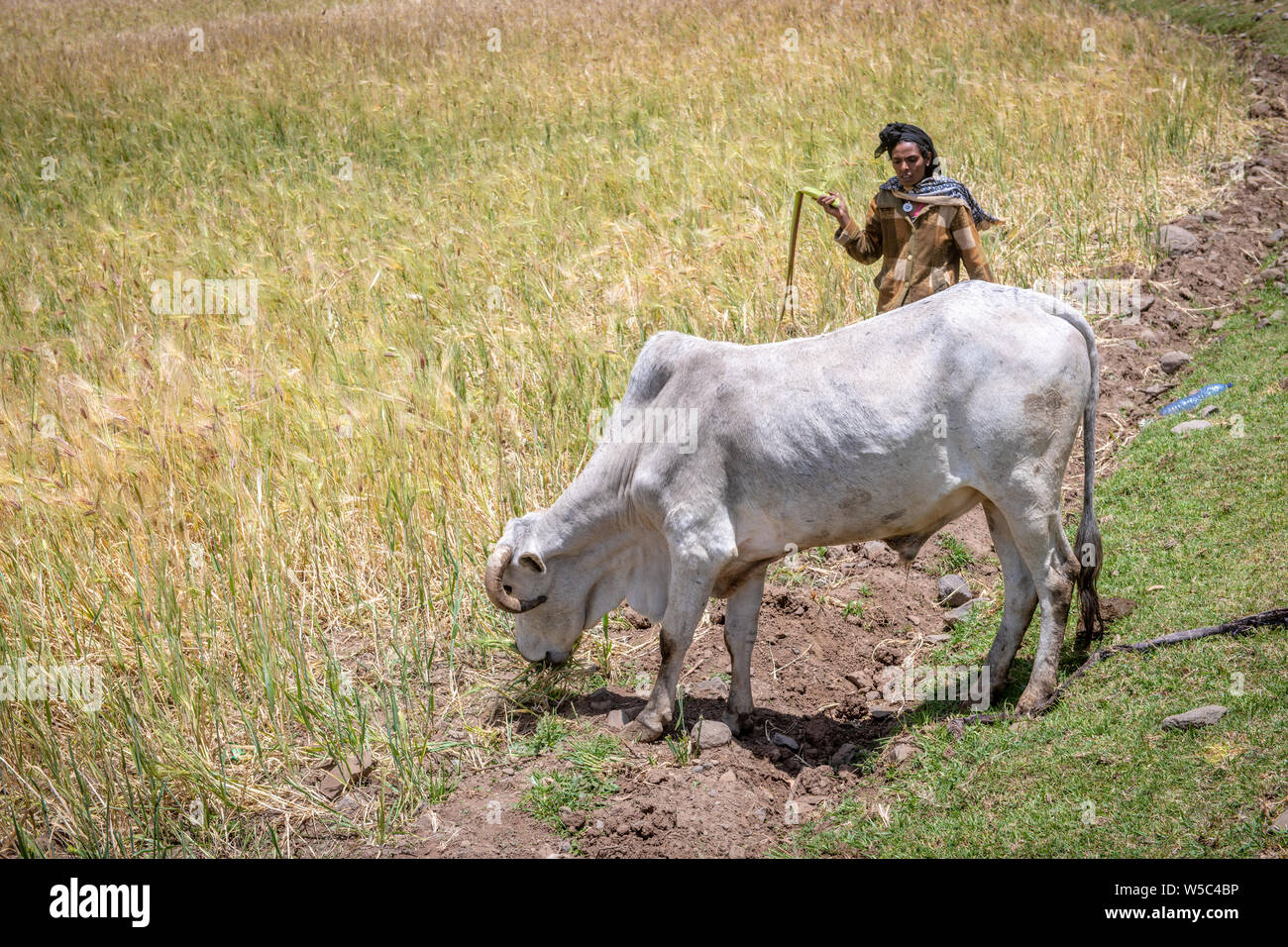Shepherd With Cattle High Resolution Stock Photography and Images - Alamy