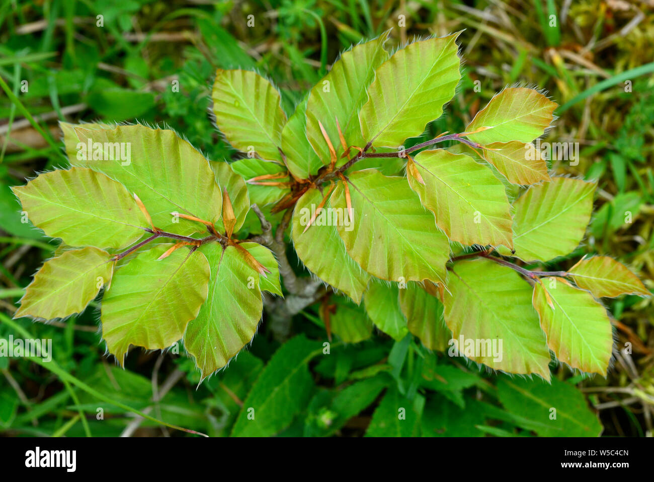 Beech tree seedling fagus sylvatica hi-res stock photography and images ...