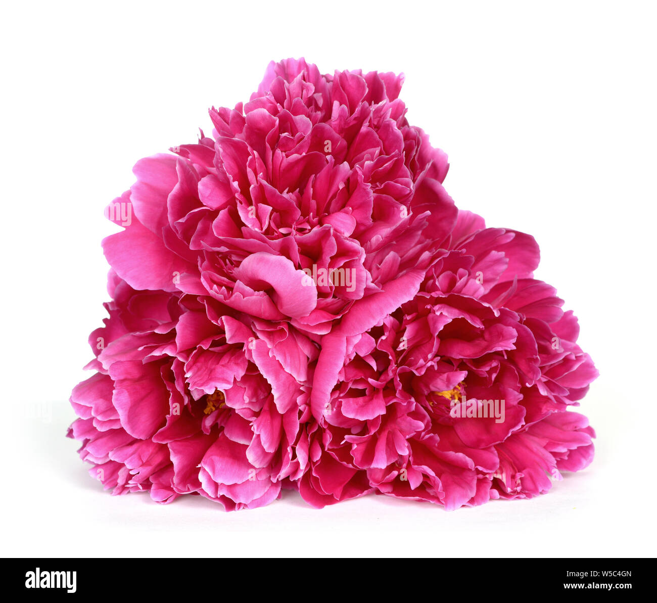 Beautiful Magenta Peony flower on white background Stock Photo - Alamy