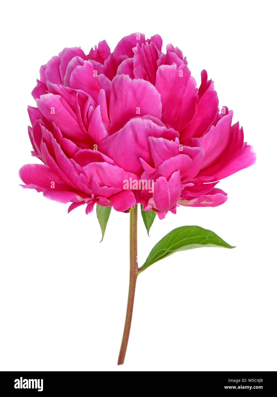 Beautiful Magenta Peony flower isolated on white background Stock Photo ...