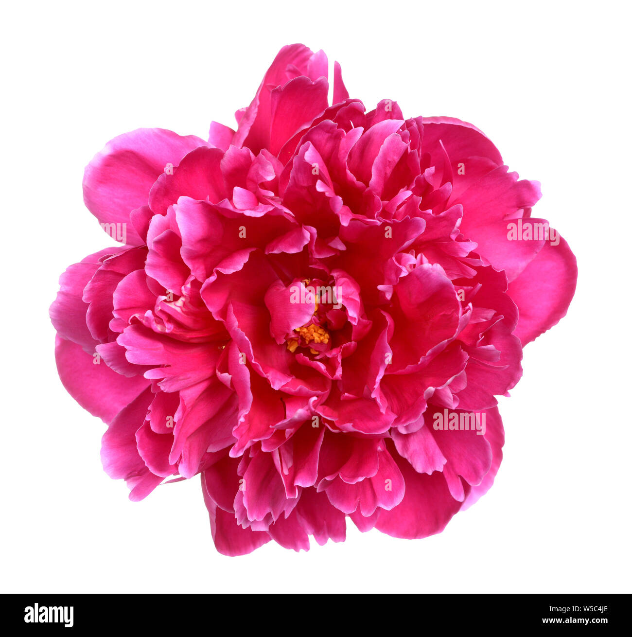 Beautiful Magenta Peony flower isolated on white background Stock Photo ...