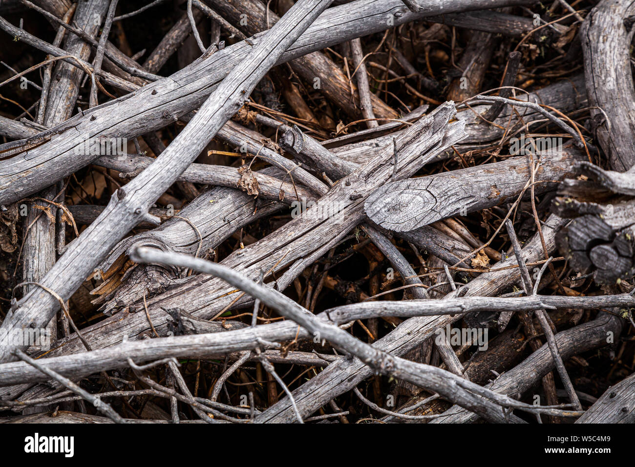 Close-up gray dry branches, texture from tree branches Stock Photo - Alamy