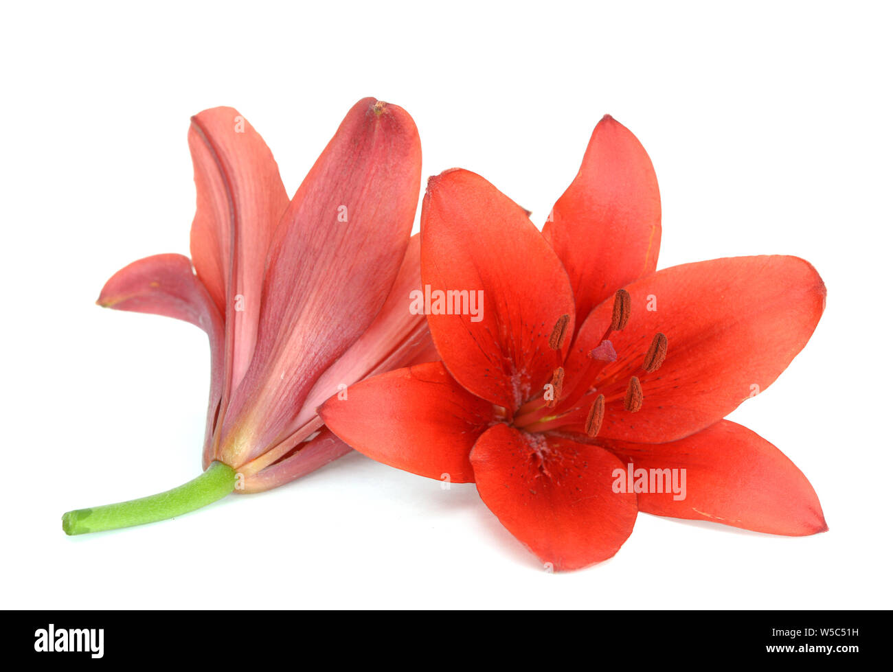Two beautiful lily flowers on white background Stock Photo - Alamy
