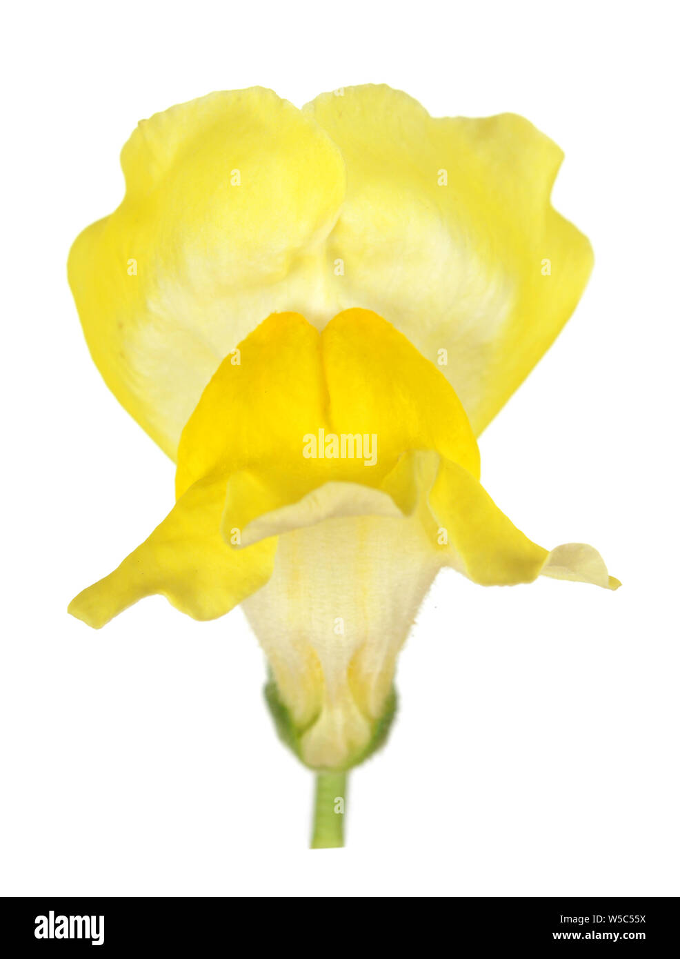 yellow snapdragon flower isolated on white background Stock Photo - Alamy