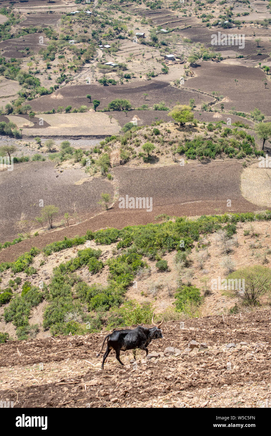 Cow roams hi-res stock photography and images - Alamy