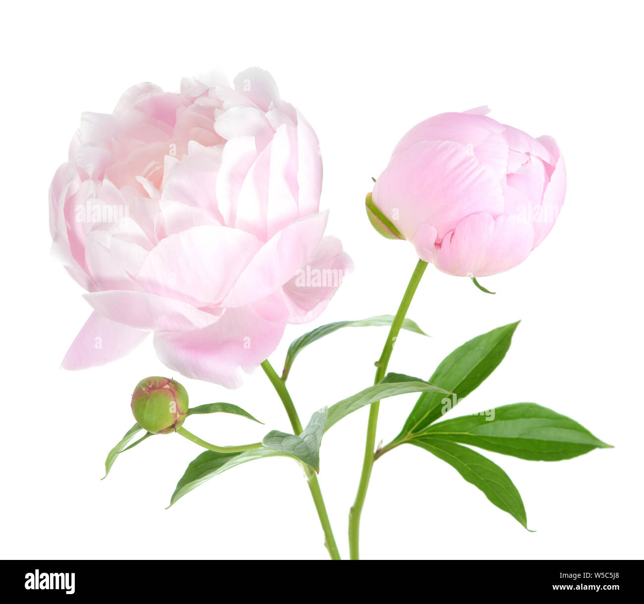 beautiful young peony tree isolated on white background Stock Photo - Alamy