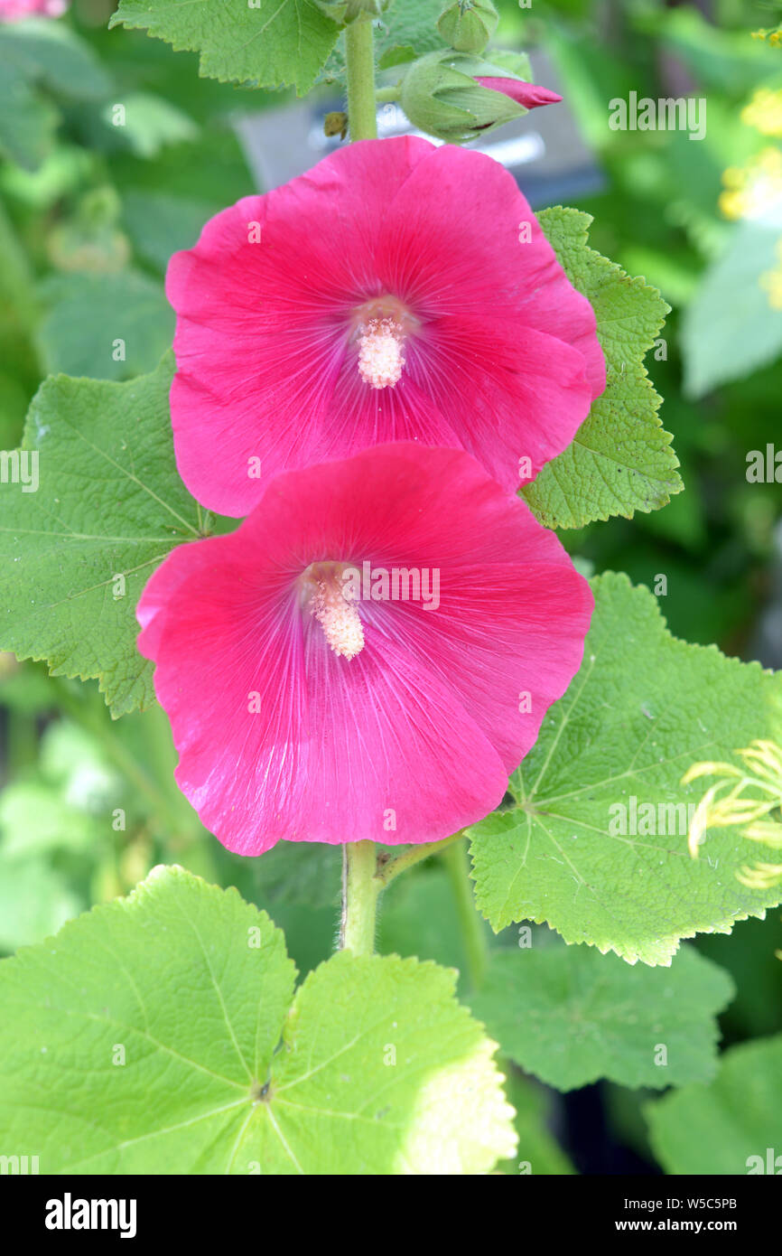 Swamp Rose Mallow in garden under sunshine(Hibiscus palsutris Stock ...