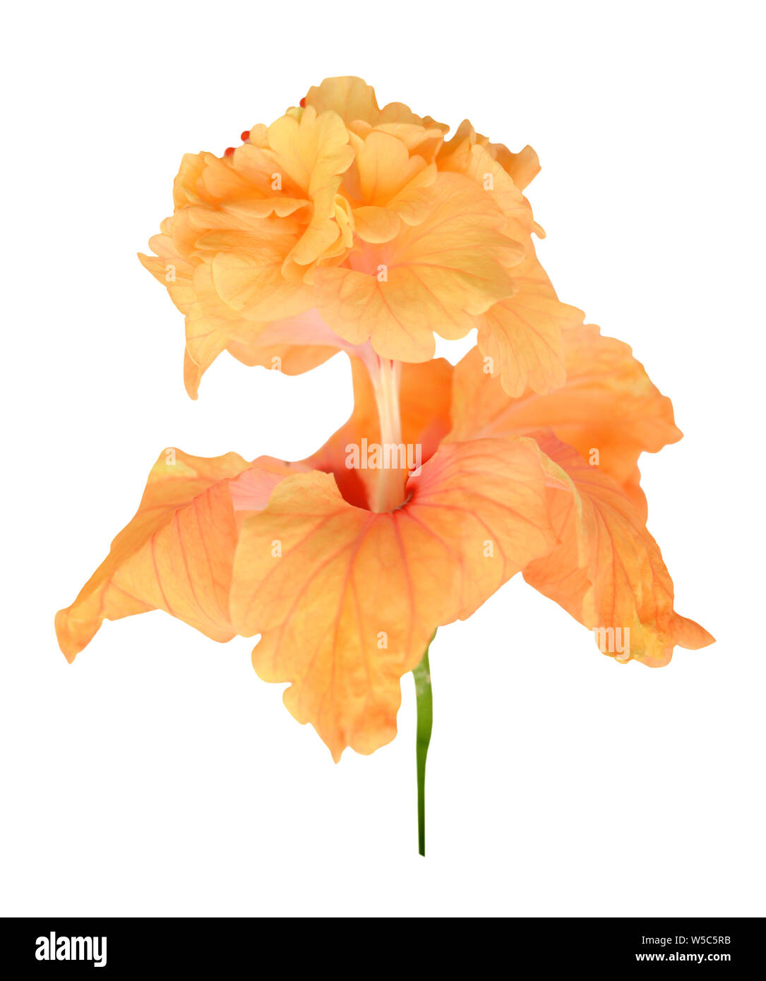 Orange Dwarf iris flower isolated on white background Stock Photo - Alamy