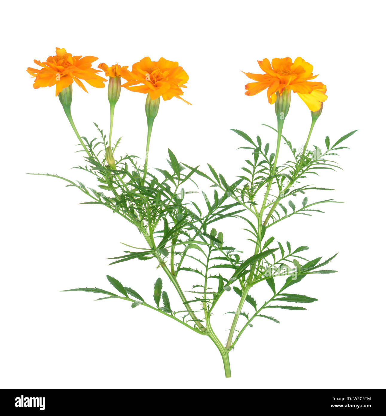 A single marigold flower and bud garden hi-res stock photography and ...