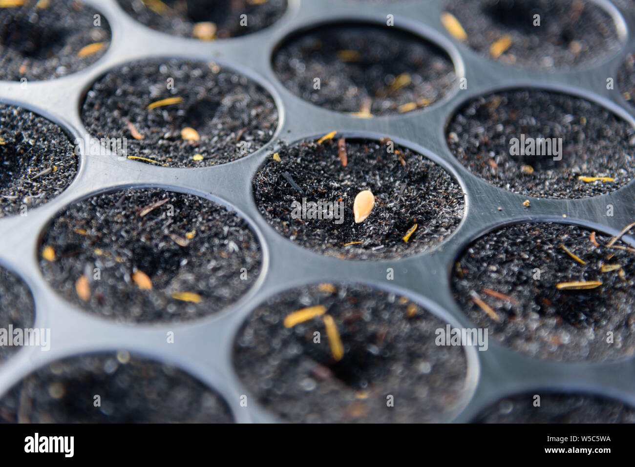 Add seed with black husk in Nursery tray Stock Photo - Alamy