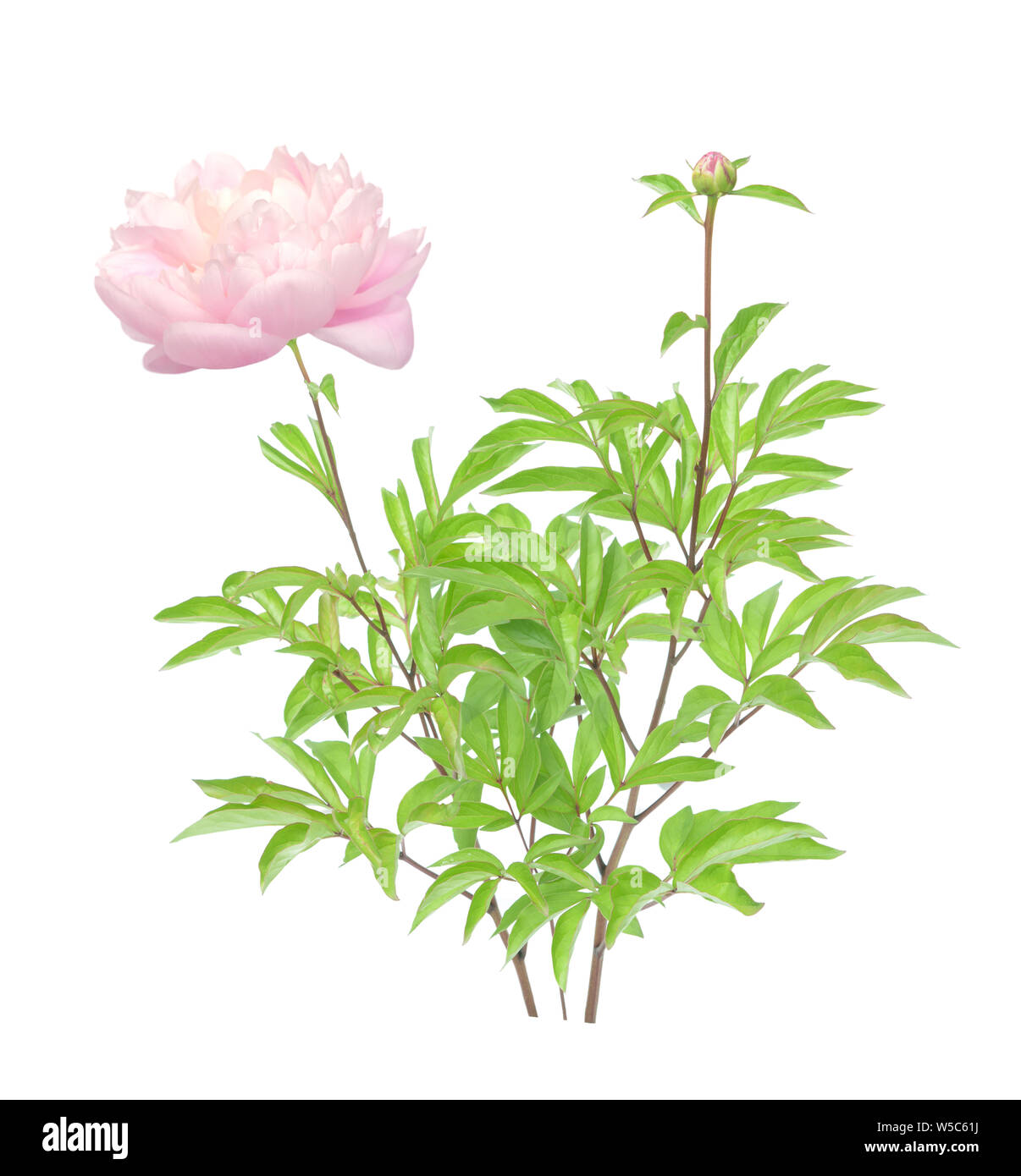 beautiful young peony tree isolated on white background Stock Photo - Alamy