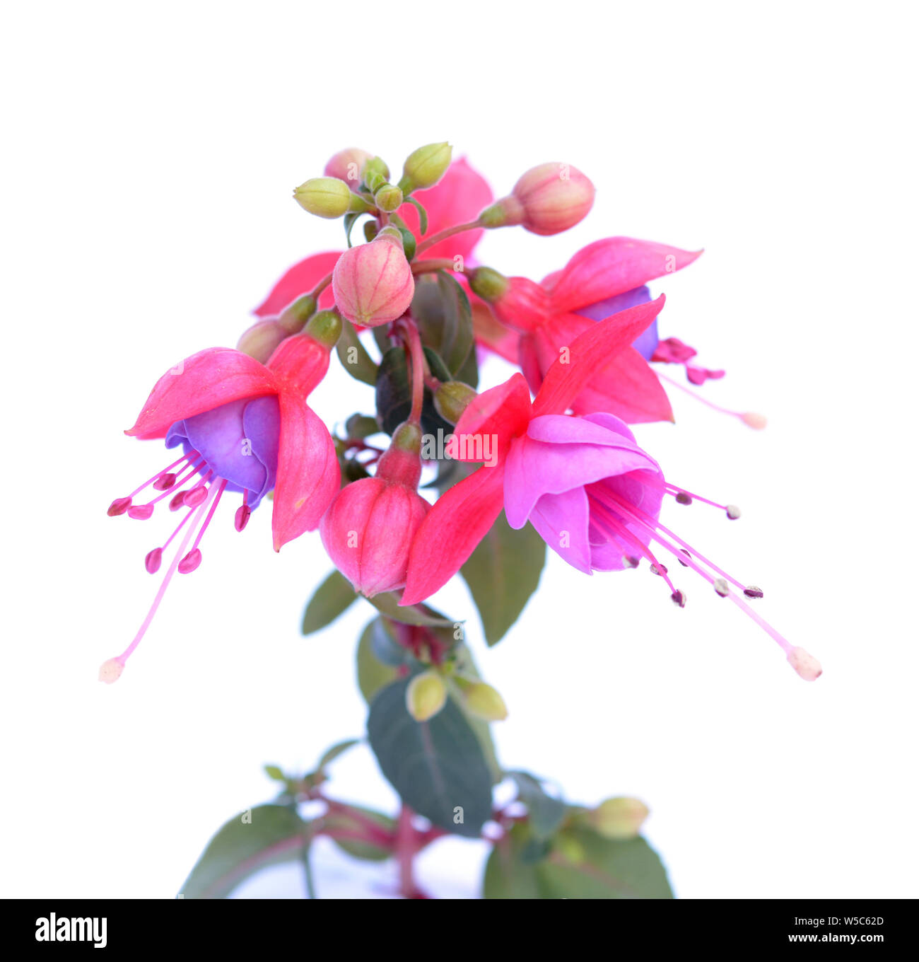 a branch fuchsia lena flower isolated on white Stock Photo - Alamy