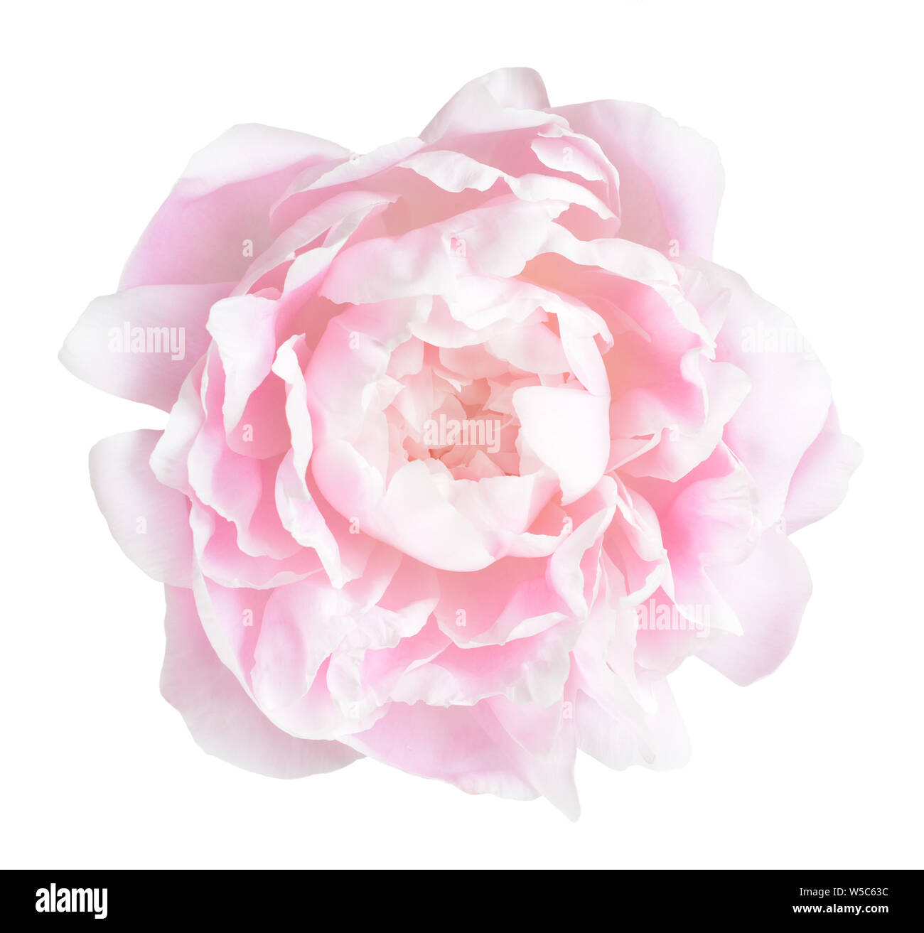 beautiful pink peony isolated on white background Stock Photo - Alamy