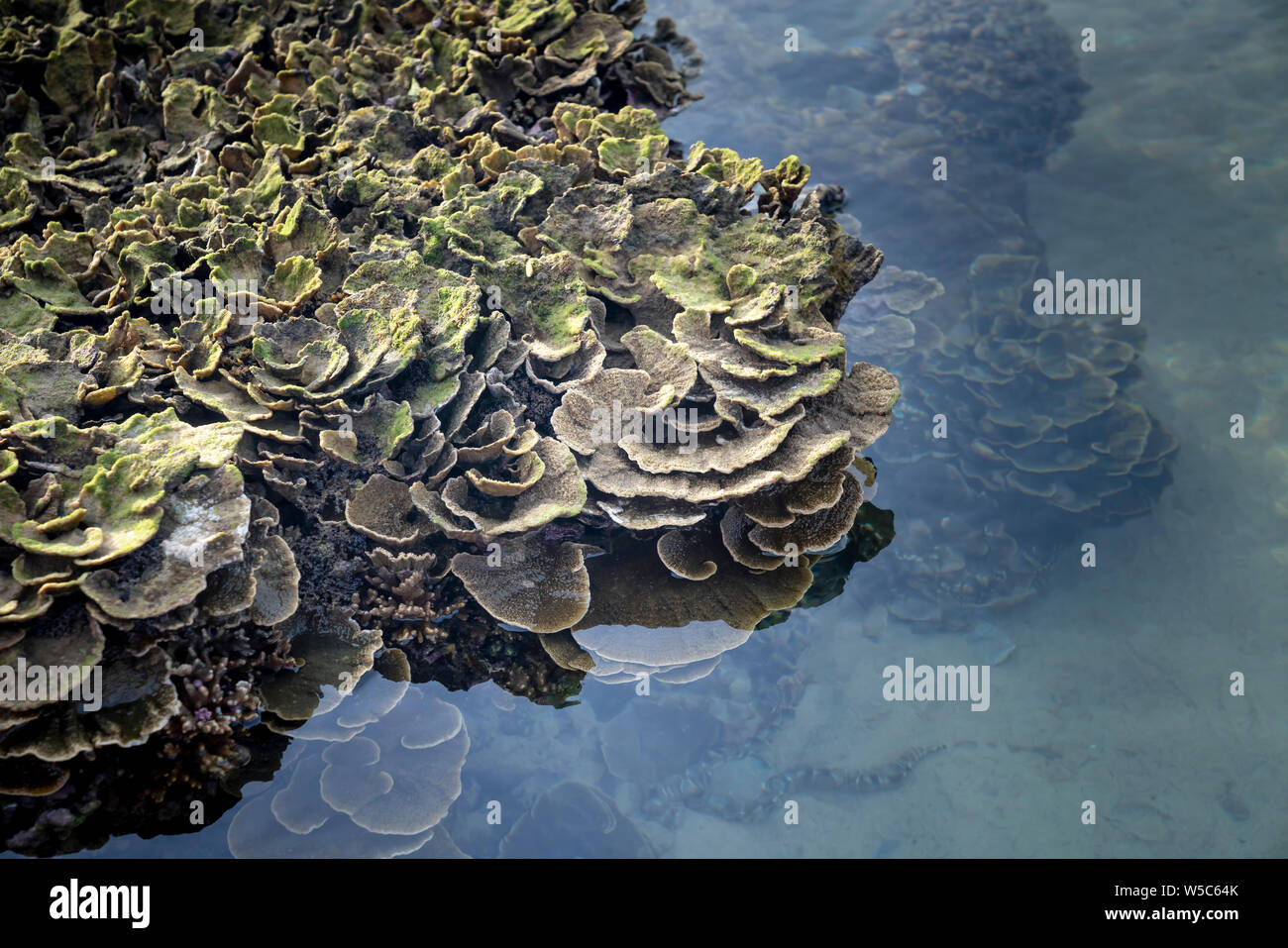 Close-up underwater soft coral on the tropical coral reef at Hon Yen ...