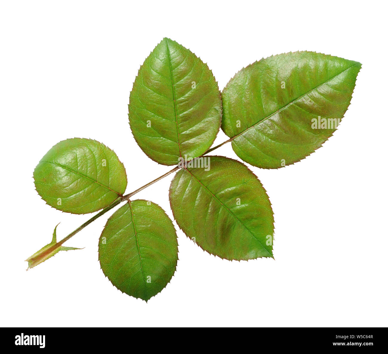 young rose leaf isolated on white background Stock Photo - Alamy