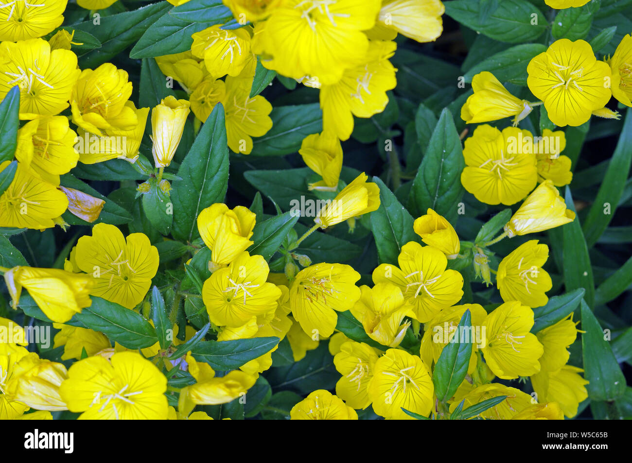 morning time of yellow primrose oenothera frutcosa flower for ...