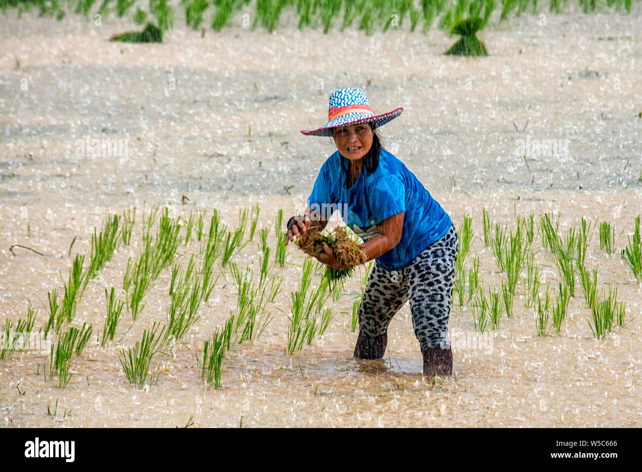 Transplanting Rice in the rain in Nakhon Nayok, Thailand Stock Photo ...