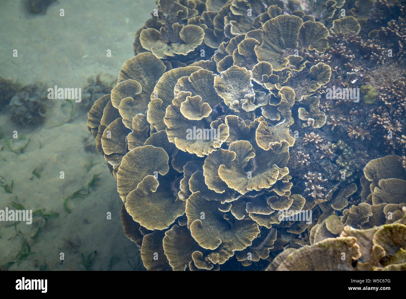 Close-up underwater soft coral on the tropical coral reef at Hon Yen ...