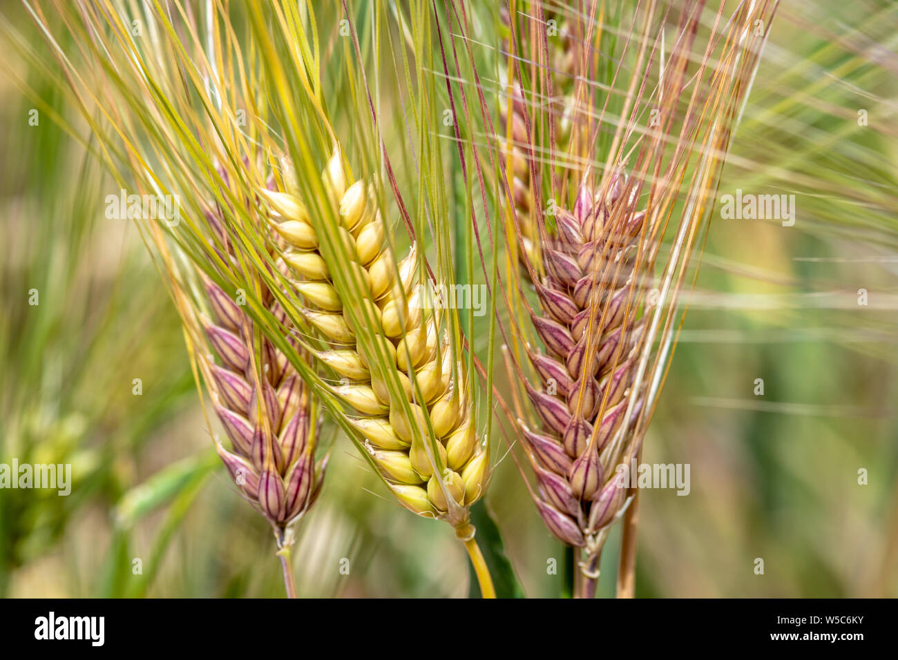 Barley harvest near Ankober, Ethiopia Stock Photo - Alamy