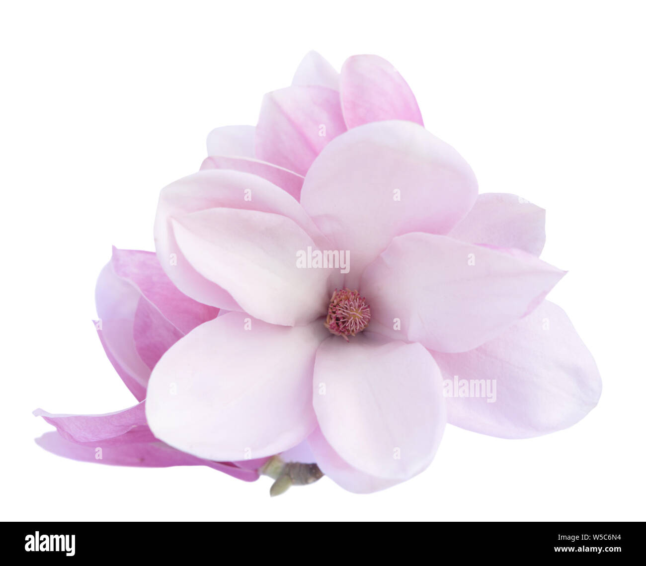 pink Susan magnolia flower isolated on white background Stock Photo - Alamy