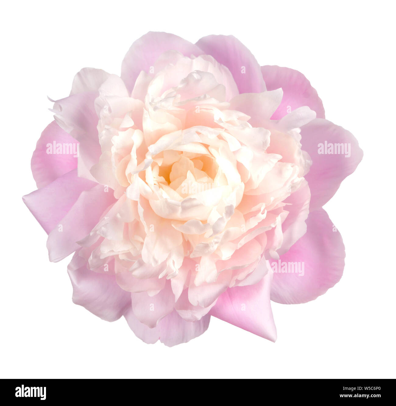 beautiful pink peony isolated on white background Stock Photo - Alamy