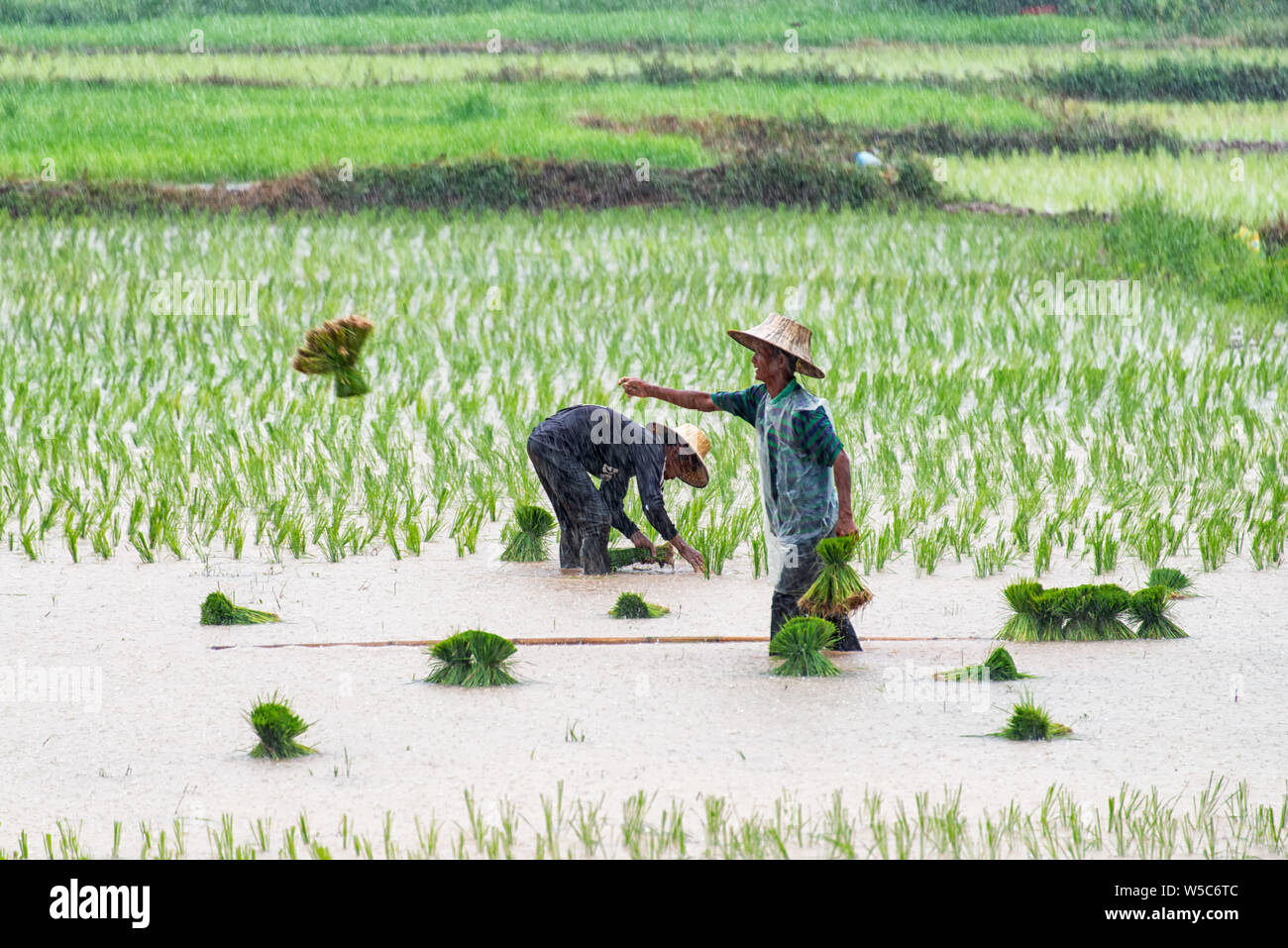Planting Rice in the rain, Nakhon Nayok, Thailand Stock Photo - Alamy