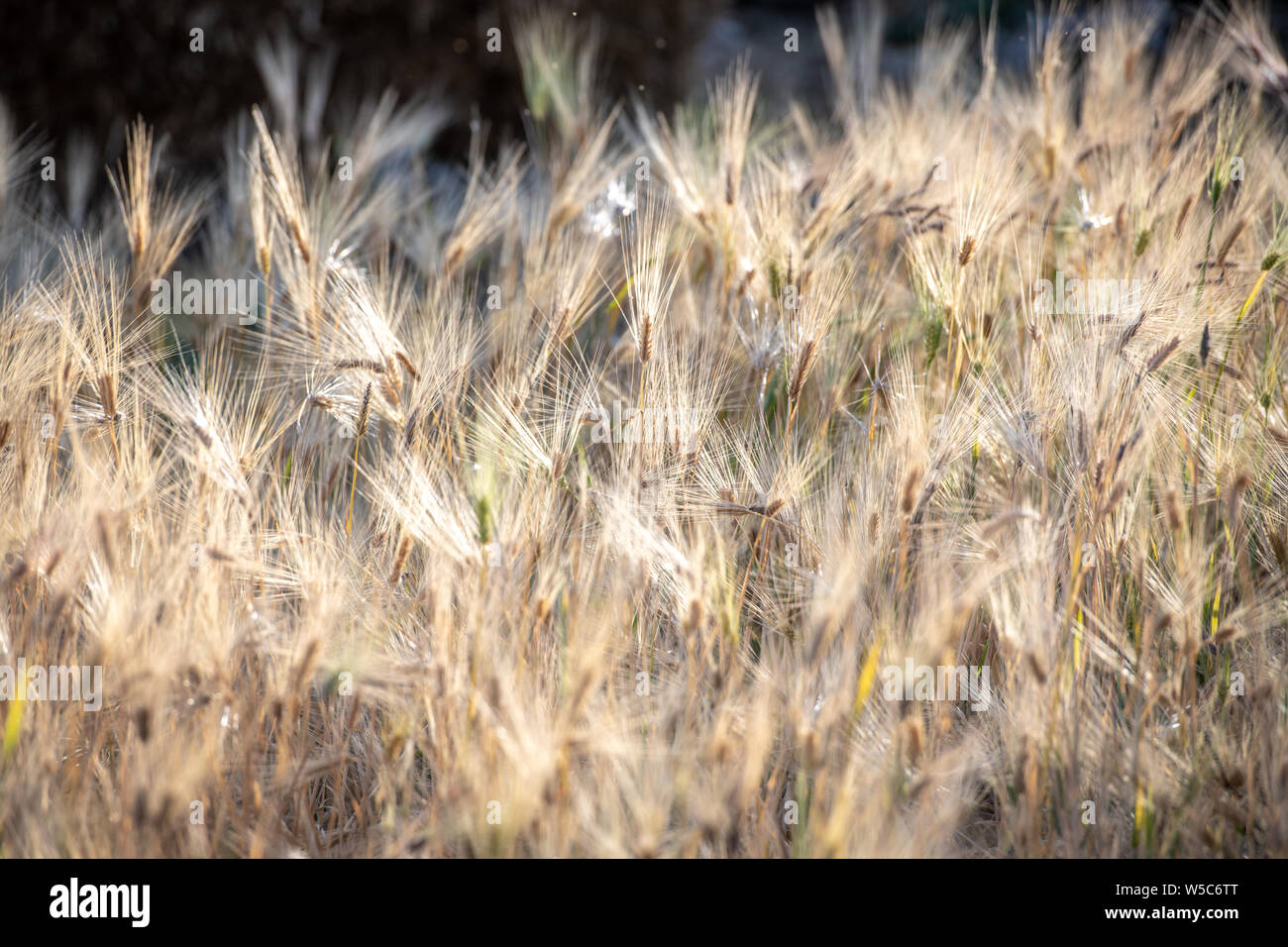 Barley farming africa hi-res stock photography and images - Alamy