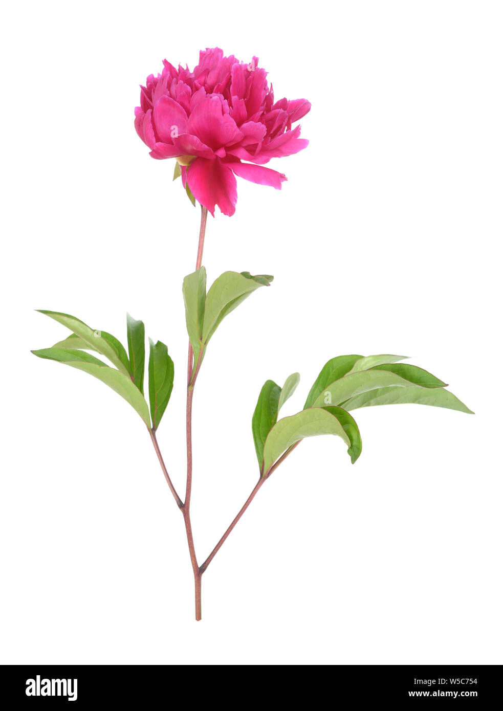 beautiful magenta peony isolated on white background Stock Photo - Alamy