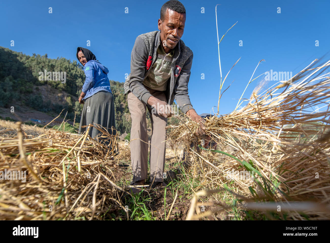 A man harvesting barley near Ankober, Ethiopia Stock Photo - Alamy