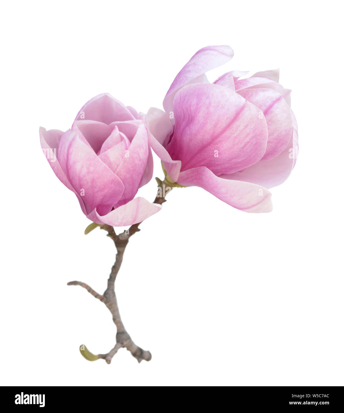 pink magnolia flower isolated on white background Stock Photo - Alamy