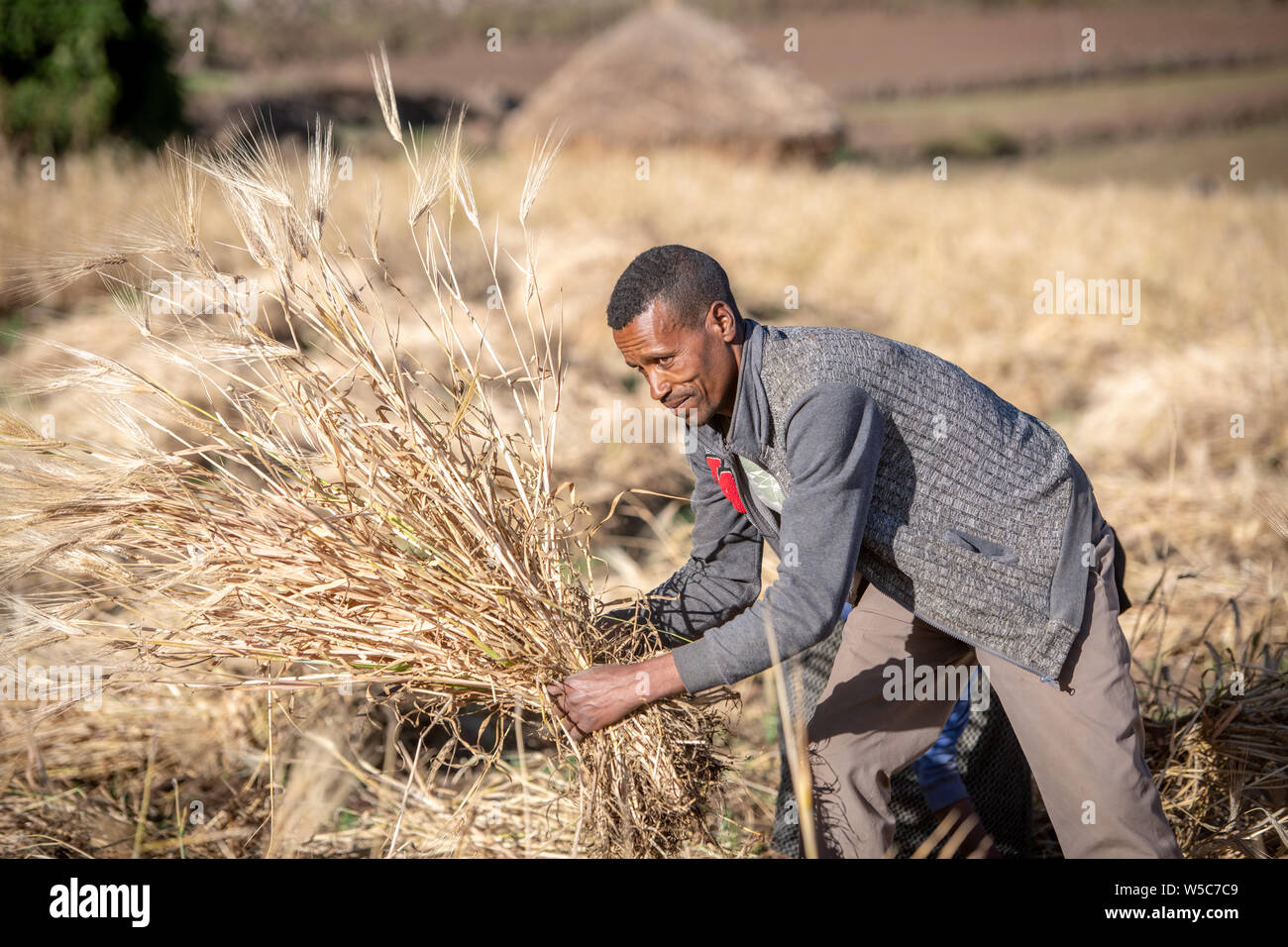 A man harvesting barley near Ankober, Ethiopia Stock Photo - Alamy