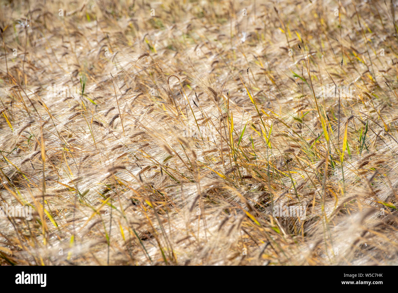Barley farming africa hi-res stock photography and images - Alamy