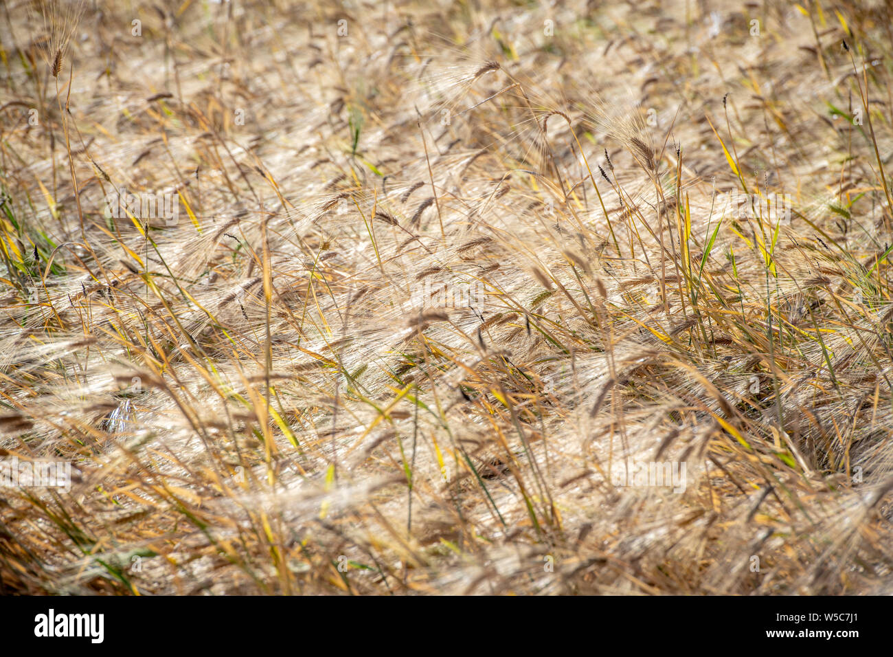 Barley farming africa hi-res stock photography and images - Alamy