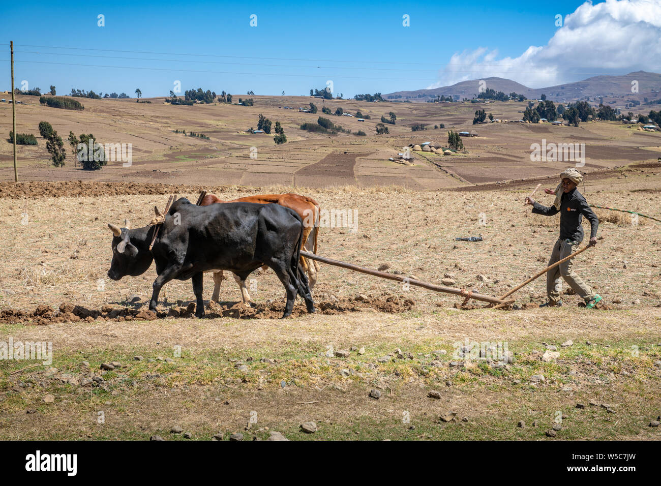 An Ethiopian farmer uses a cattle drawn plough to tend to his fields ...