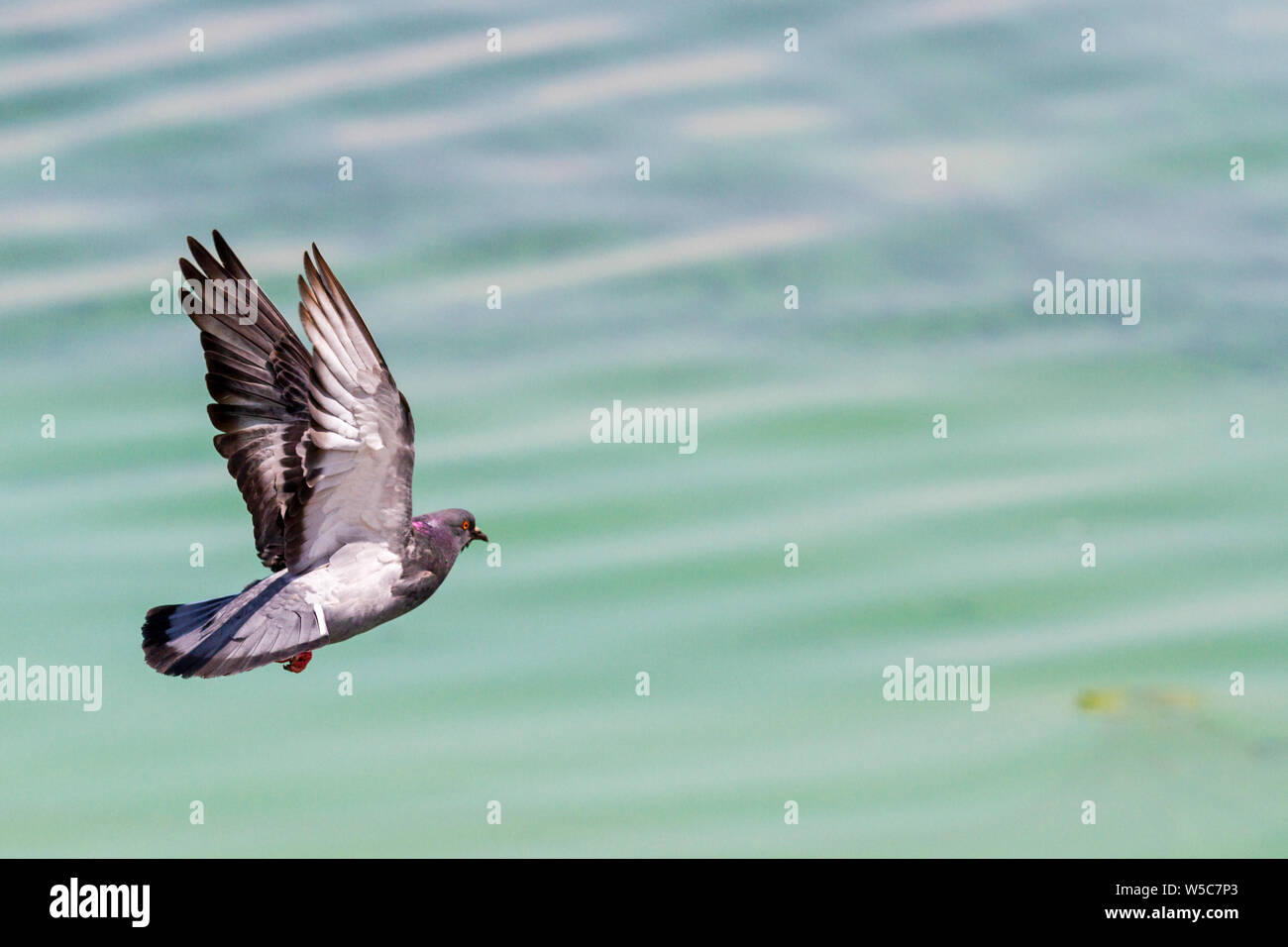 dove flies away over the river Stock Photo - Alamy