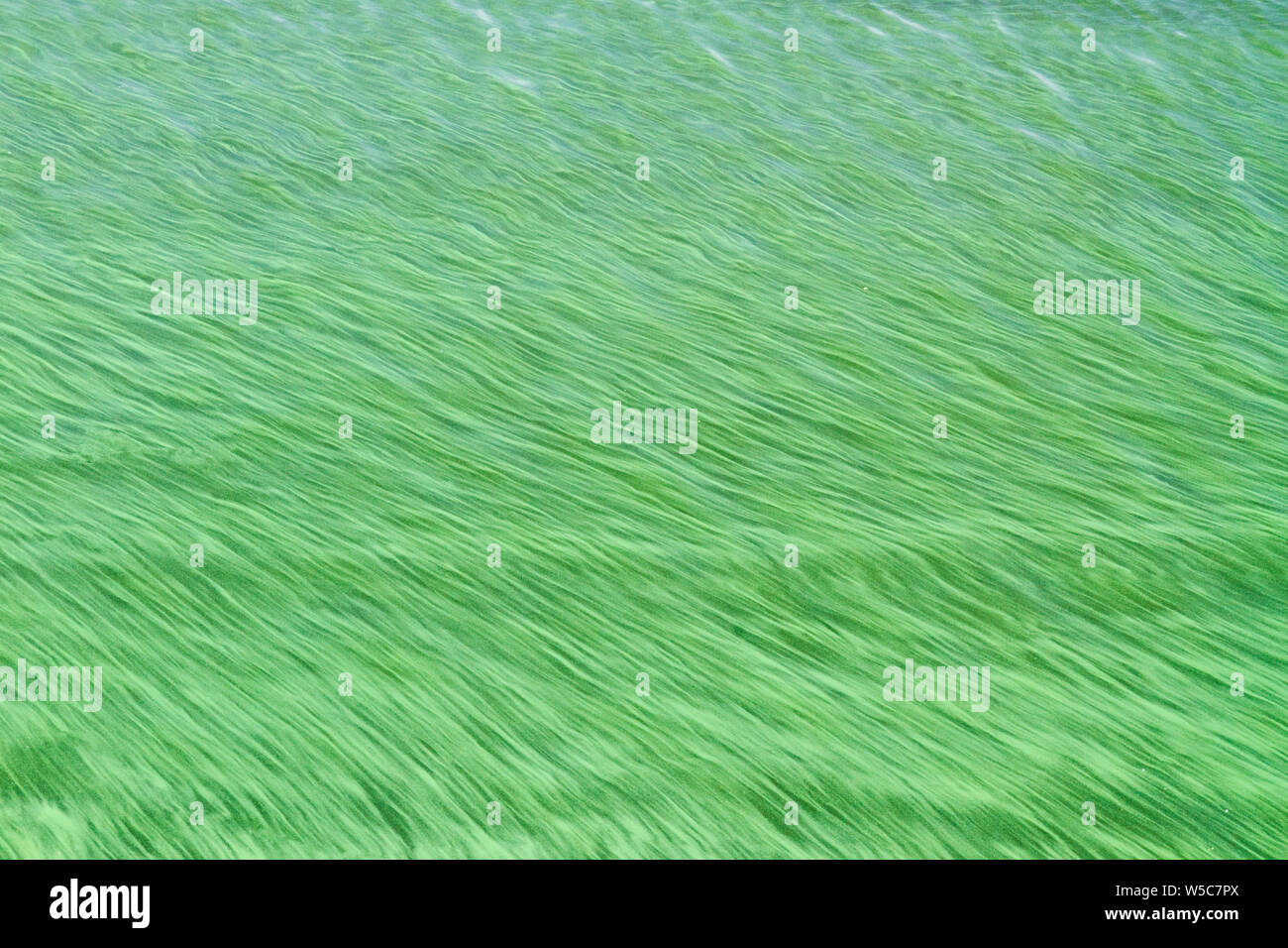 algae bloom in a huge European river Stock Photo - Alamy