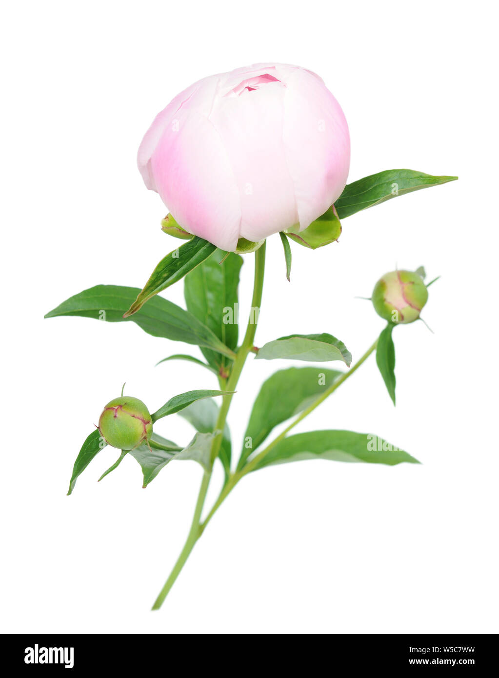 Peony tree Cut Out Stock Images & Pictures - Alamy