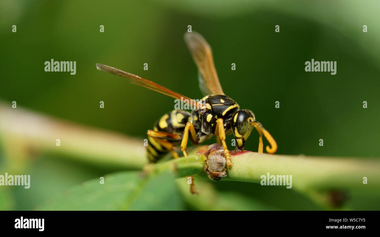 One with wasp hi-res stock photography and images - Alamy