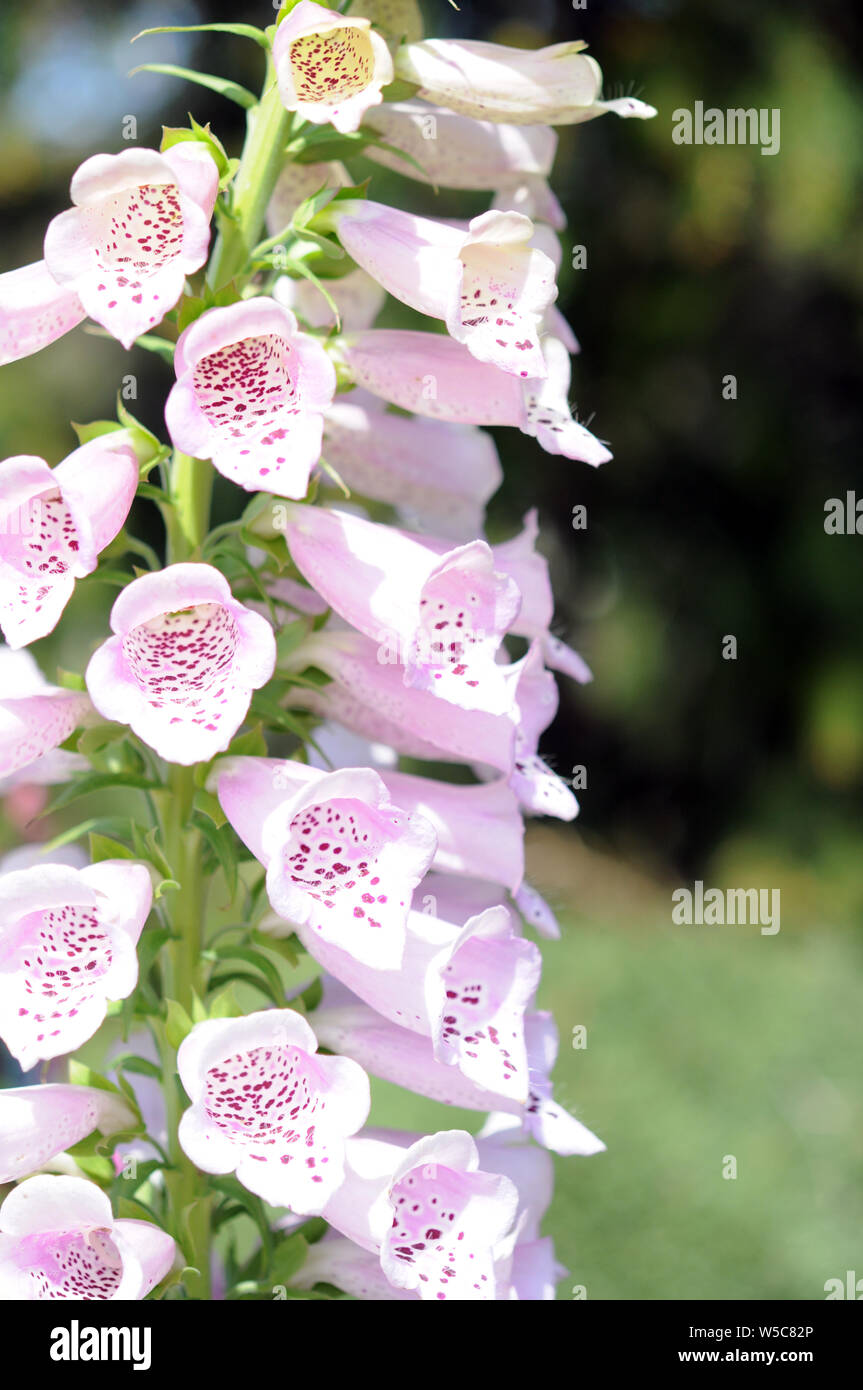 Digitalis camelot rose hi-res stock photography and images - Alamy