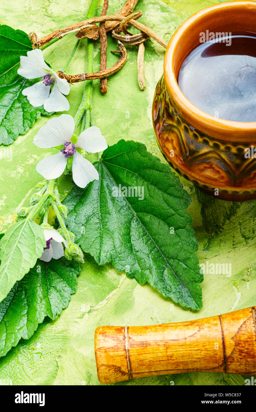 Herbal tea.Medicinal tea with althaea herbs.Medicinal herbs.Healthy ...