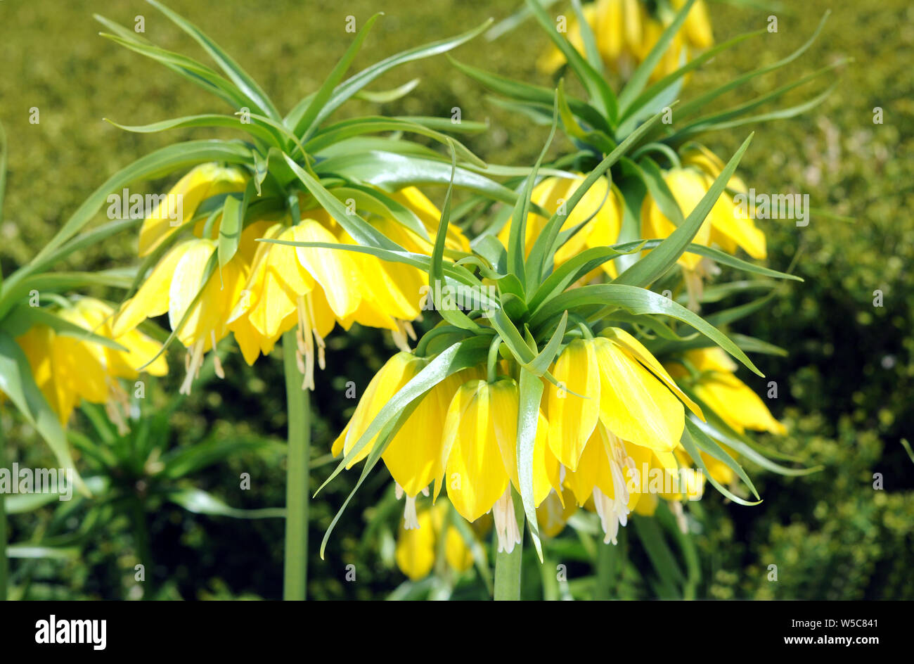 Kaiser crown imperial flower hi-res stock photography and images - Alamy