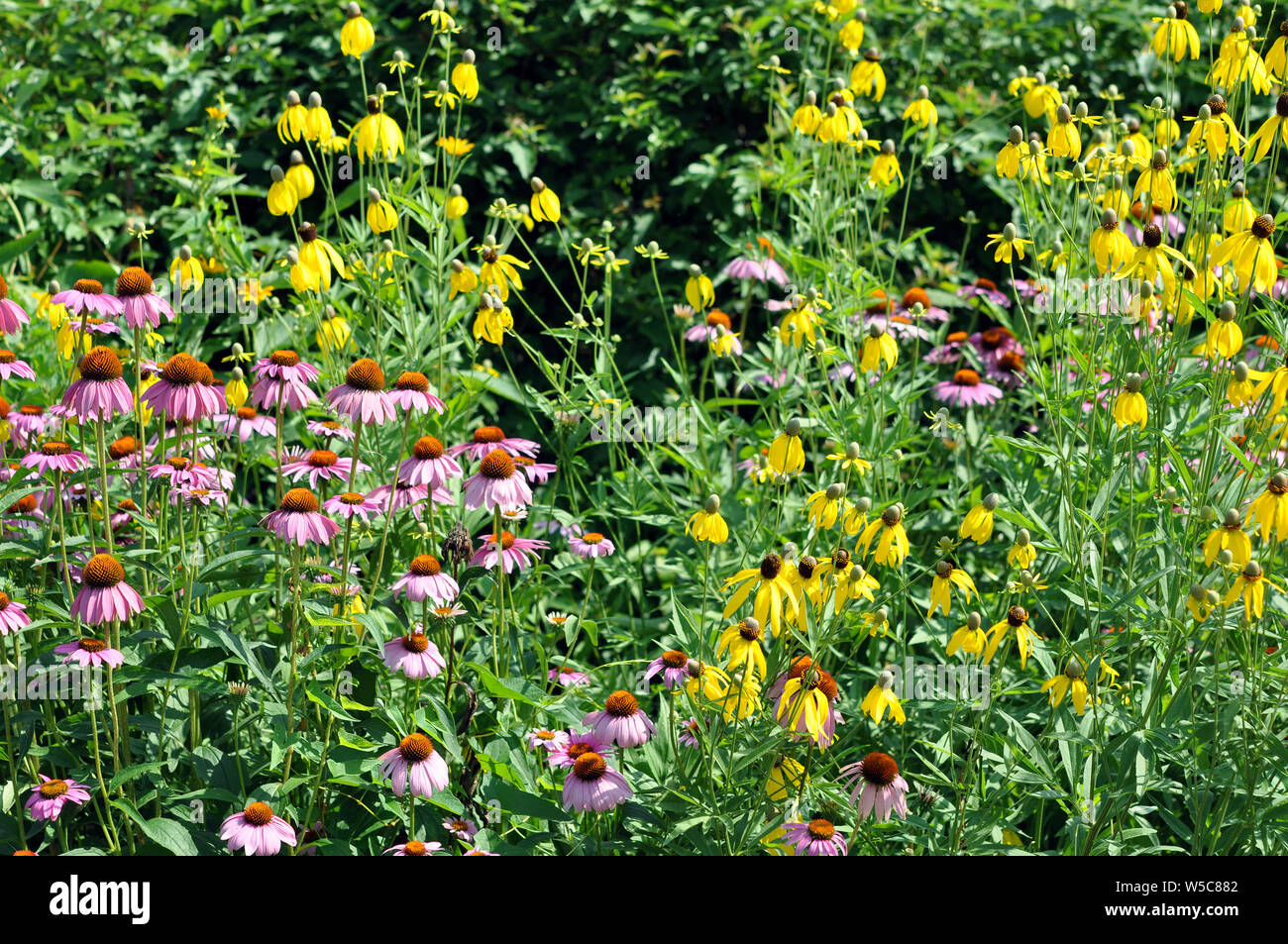 black eyes susan in garden under sunshine Stock Photo - Alamy