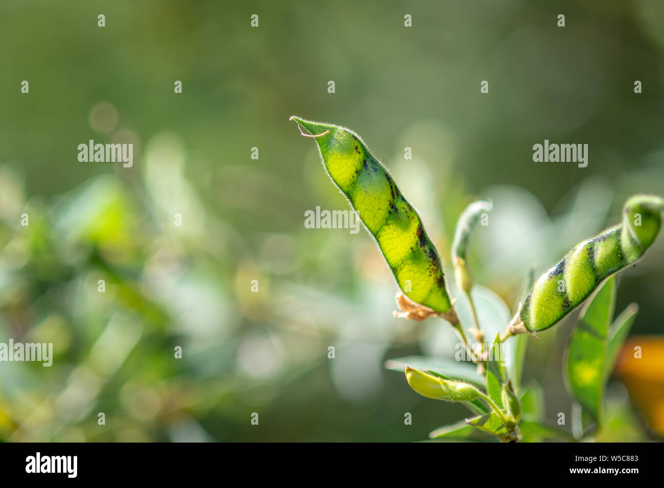 Soybean pod hi-res stock photography and images - Alamy