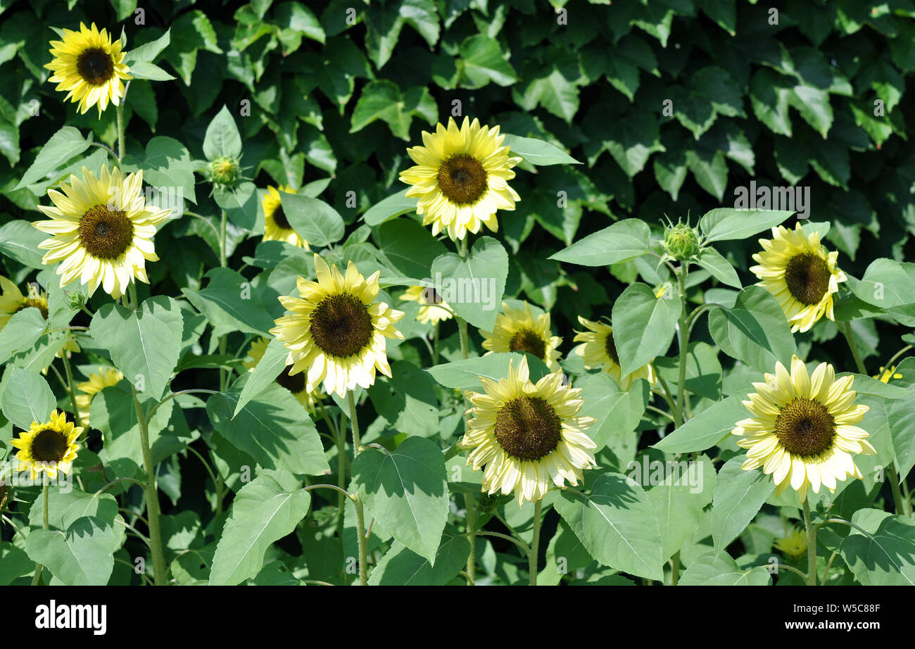 branches of sunflower flower in garden under sunshine Stock Photo - Alamy
